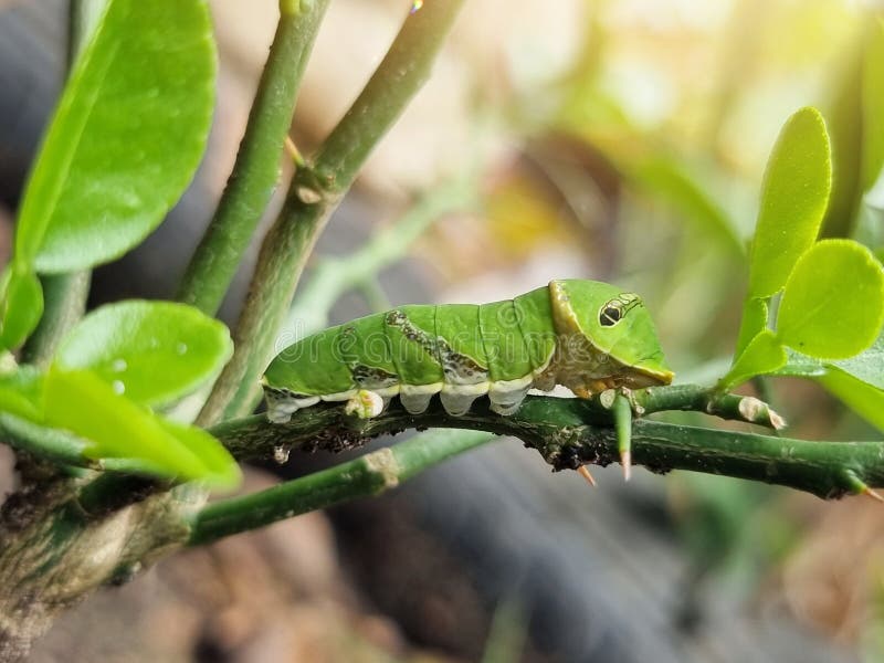 Cute Green Warm on Tree Branch, Sunlight Stock Photo - Image of plant ...