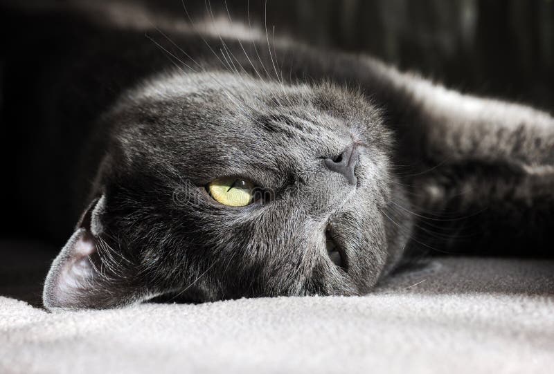 Cute grey cat stock photo. Image of female, grey, close - 92480678