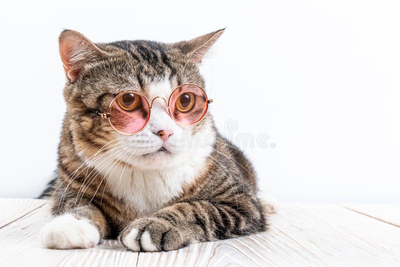 Cute cat with glasses stock image. Image of animal, wearing - 158508401