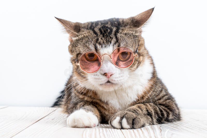 Cute cat with glasses stock image. Image of design, portrait - 158837057