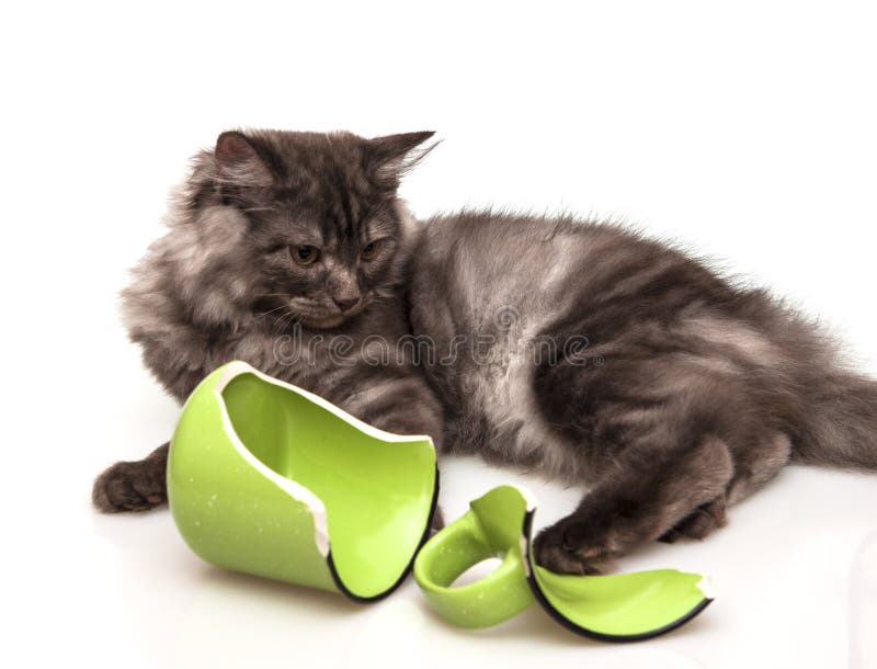 Angry Persian cat stock photo. Image of persian, cute - 14057810