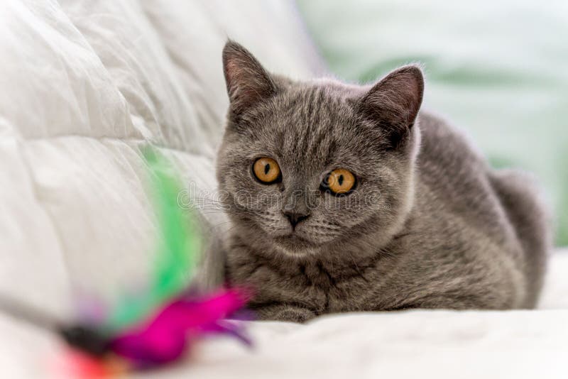 Cute Grey Cat Laying on a Bed Stock Photo - Image of furry, animal ...