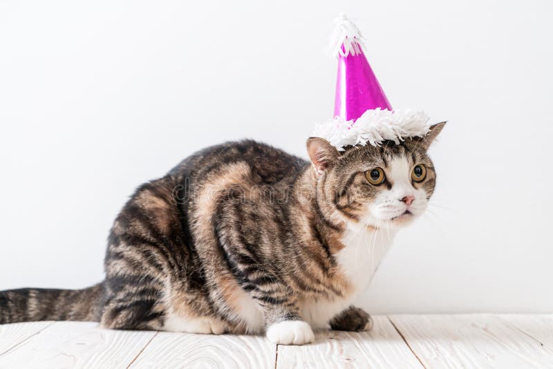 Cat with party hat stock photo. Image of domestic, small - 151675082