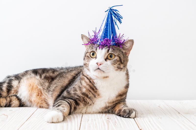 Cat with party hat stock image. Image of sitting, kitty - 151694047