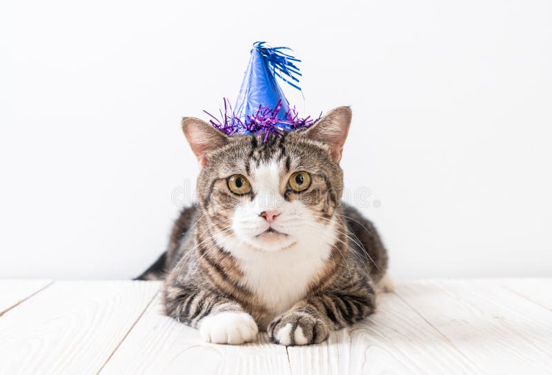 Cat with party hat stock photo. Image of holiday, party - 151694216