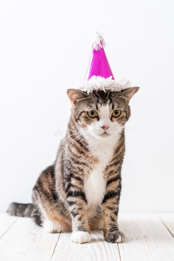 Cat with party hat stock photo. Image of camera, cats - 151771638