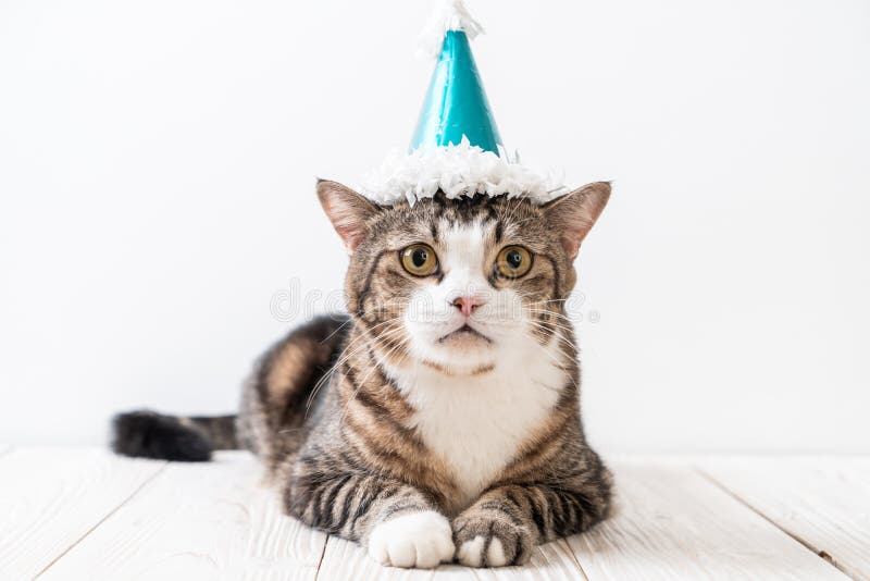 Cat with party hat stock image. Image of front, happy - 151771723