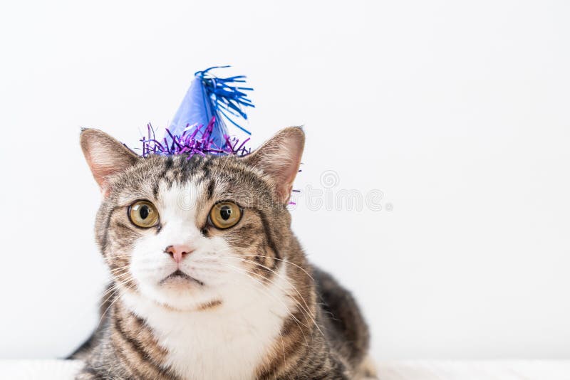 Cat with party hat stock image. Image of view, small - 152013823