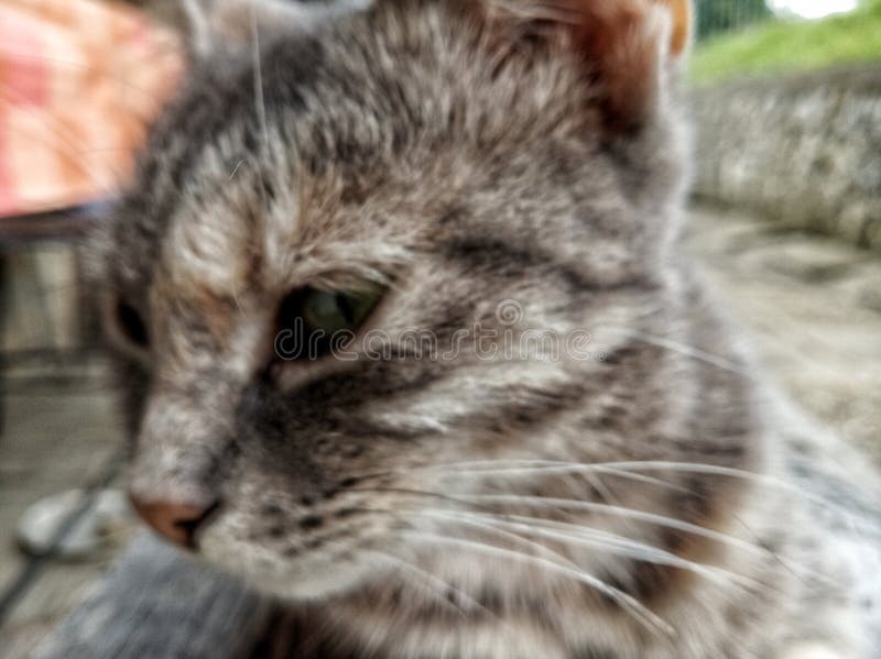 Cute grey cat stock image. Image of grey, cute, animals - 156926485