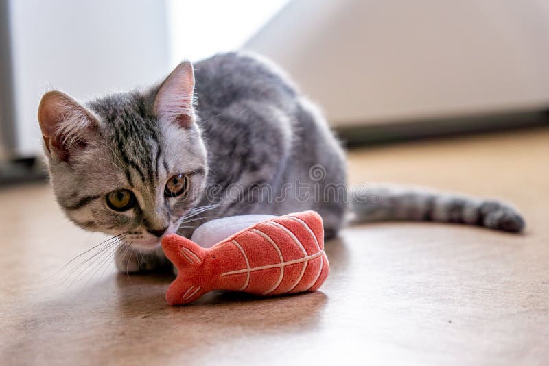 Cute Grey Cat Playing with a Toy Stock Photo - Image of domestic ...