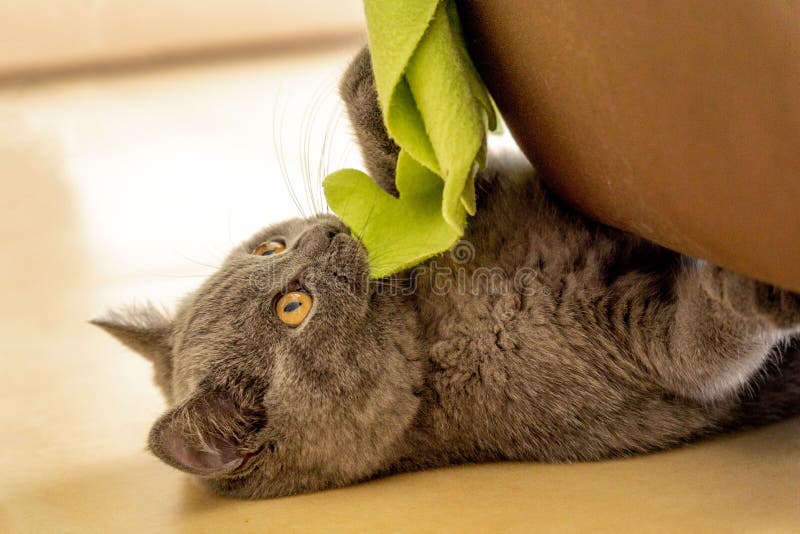Cute Grey Cat Playing with a Toy Stock Image - Image of funny, feline ...