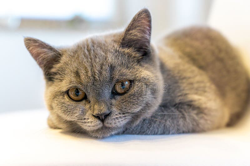 Cute Grey Cat Sleeping on a Bed Stock Image - Image of feline, furry ...