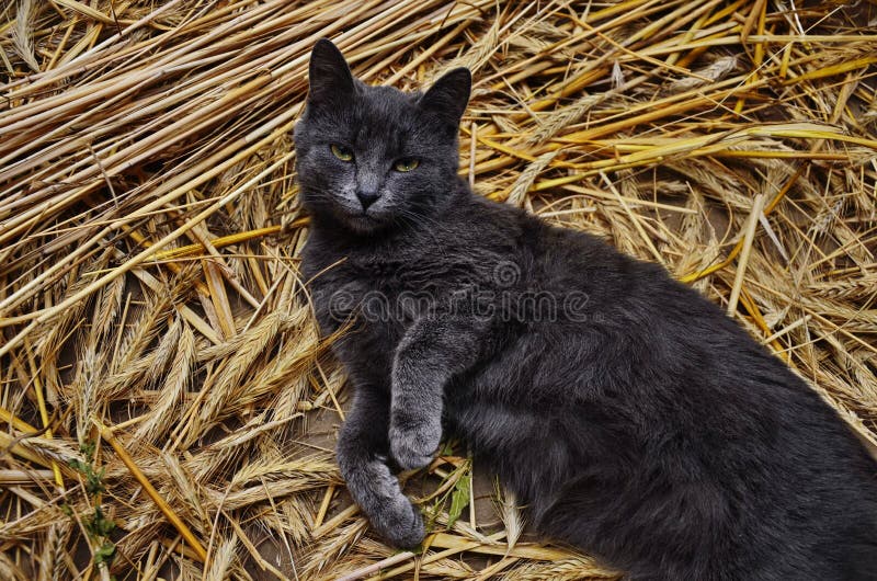 Cute grey cat in the straw stock image. Image of ground - 164711213