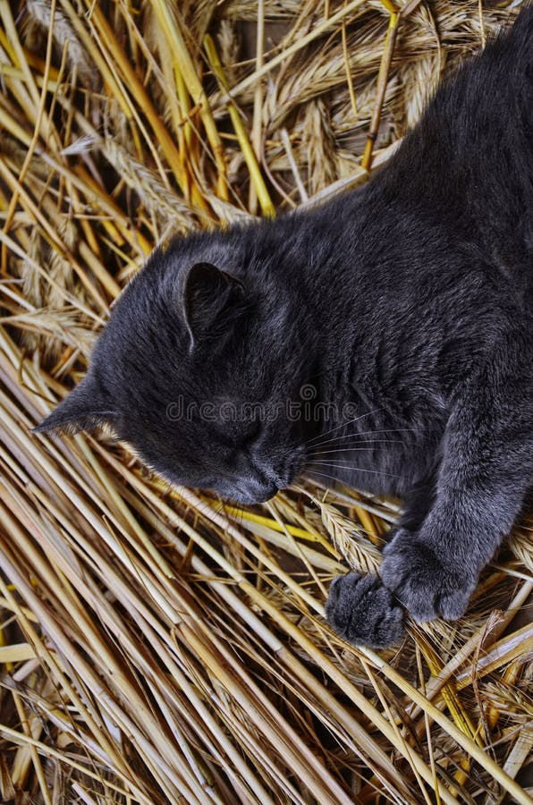 Cute grey cat in the straw stock photo. Image of cowboy - 164711314