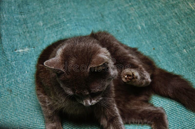 Cute grey cat in the straw stock image. Image of rustic - 164711329