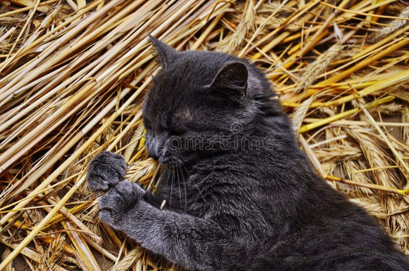 Cute grey cat in the straw stock image. Image of rustic - 164711357