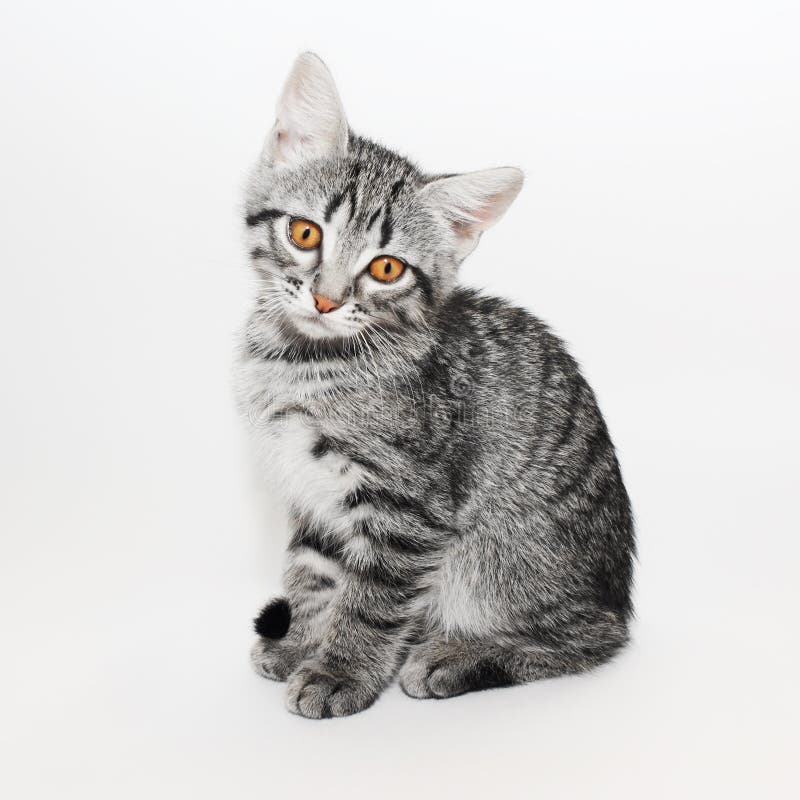 139,358 Grey Cat Photos - Free & Royalty-Free Stock Photos from Dreamstime