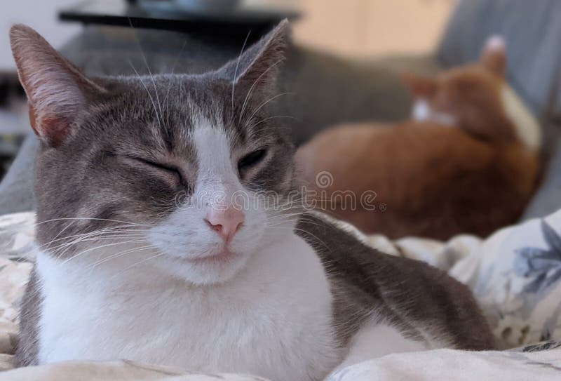 243 Winking Cat Stock Photos - Free & Royalty-Free Stock Photos from ...