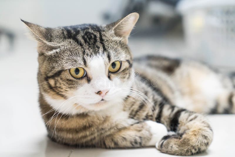 Cute grey cat stock photo. Image of fluffy, animal, breed - 94854708