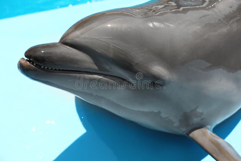 Grey Dolphin Top View stock image. Image of kids, grey - 161368979