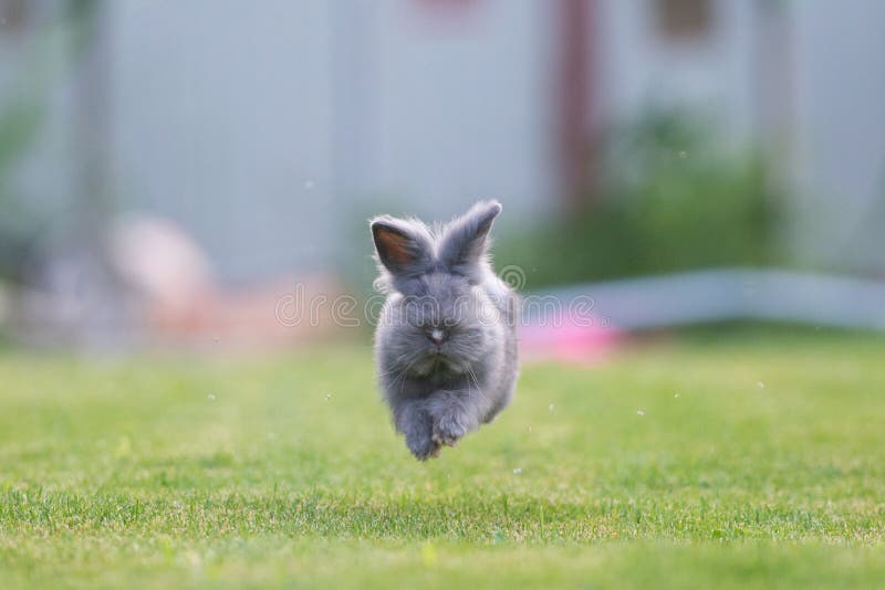 Cute Grey Fluffy Rabbit Running on Grass Backyard Stock Image - Image ...