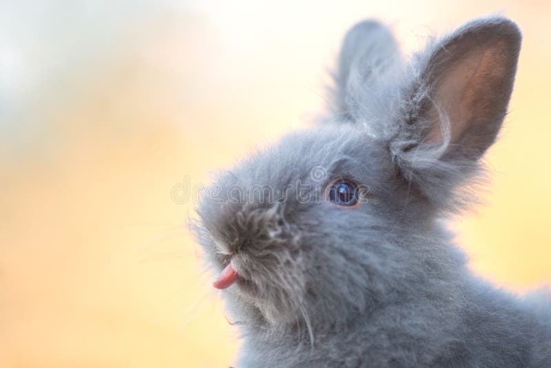 Cute Grey Fluffy Rabbit Sitting on Grass Backyard in Summer Stock Photo ...