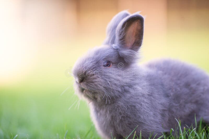 Cute Grey Fluffy Rabbit Sitting on Grass Backyard in Summer Stock Image ...