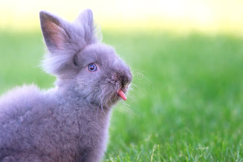 Cute Grey Fluffy Rabbit Sitting on Grass Backyard Stock Image - Image ...