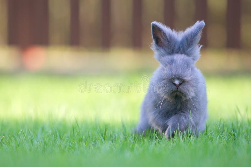 Cute Grey Fluffy Rabbit Running on Grass Backyard Stock Image - Image ...