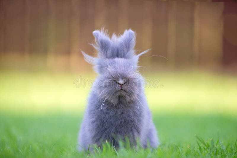 Cute Grey Fluffy Rabbit Running on Grass Backyard Stock Image - Image ...