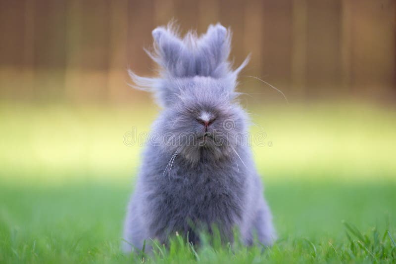Cute Grey Fluffy Rabbit Running on Grass Backyard Stock Image - Image ...