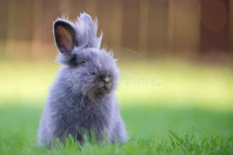 Cute Grey Fluffy Rabbit Running on Grass Backyard Stock Image - Image ...
