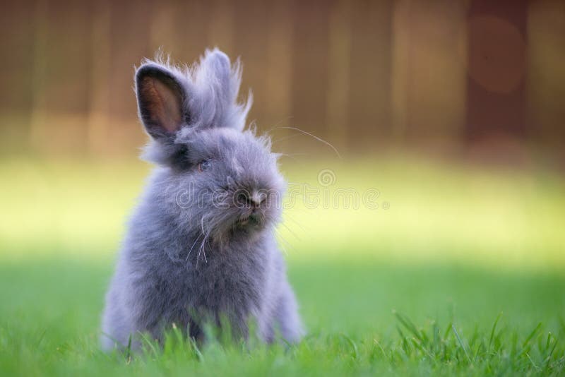 Cute Grey Fluffy Rabbit Running on Grass Backyard Stock Photo - Image ...