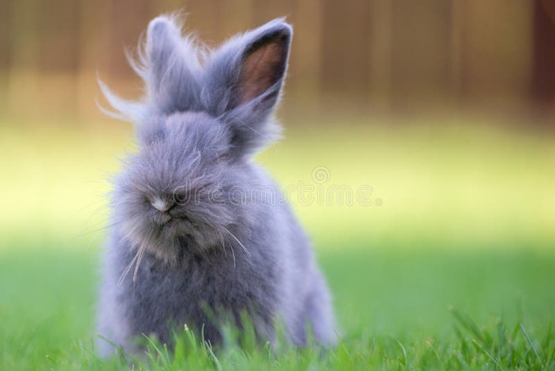 Cute Grey Fluffy Rabbit Running on Grass Backyard Stock Image - Image ...