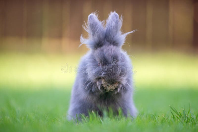 Cute Grey Fluffy Rabbit Running on Grass Backyard Stock Image - Image ...