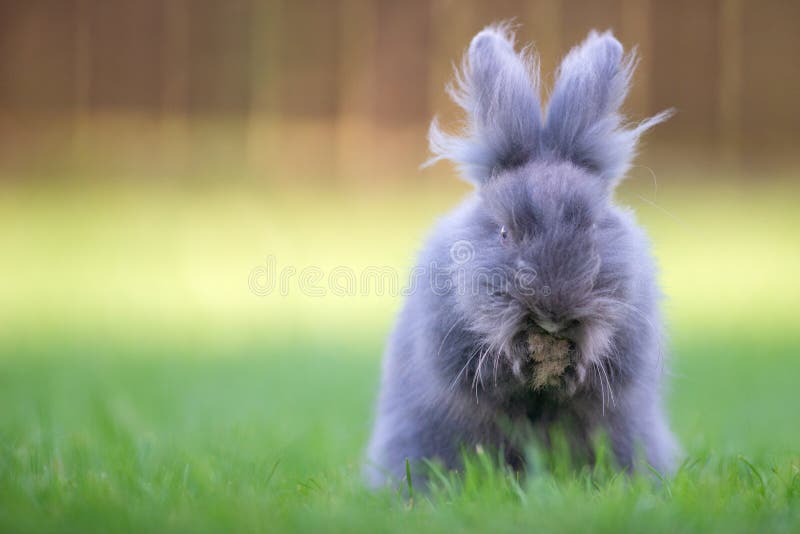 Cute Grey Fluffy Rabbit Running on Grass Backyard Stock Image - Image ...