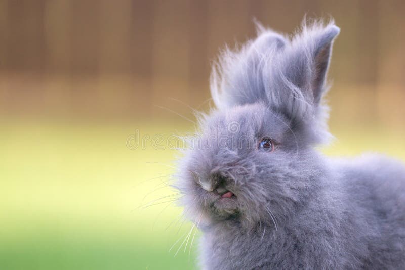 Cute Grey Fluffy Rabbit Running on Grass Backyard Stock Photo - Image ...