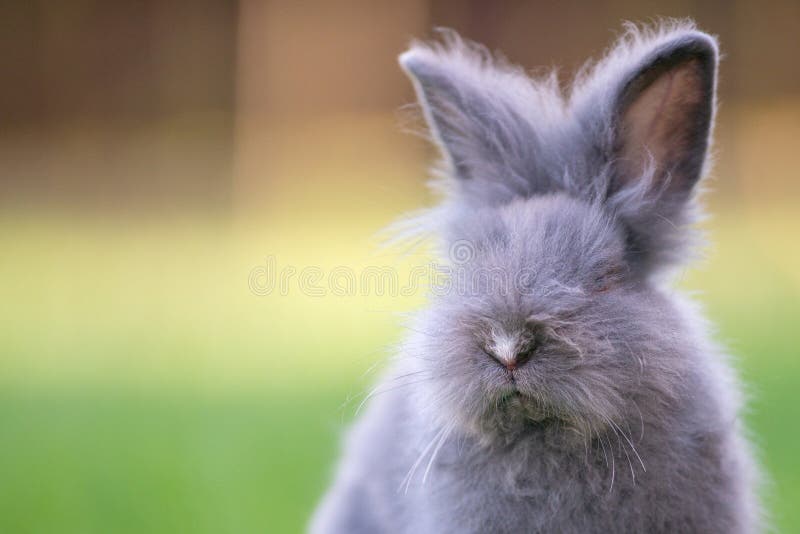 Cute Grey Fluffy Rabbit Running on Grass Backyard Stock Image - Image ...