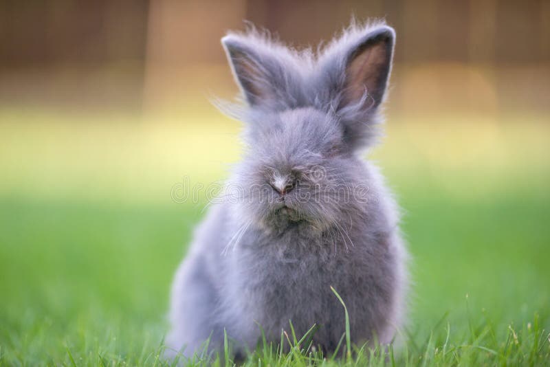 Cute Grey Fluffy Rabbit Running on Grass Backyard Stock Photo - Image ...