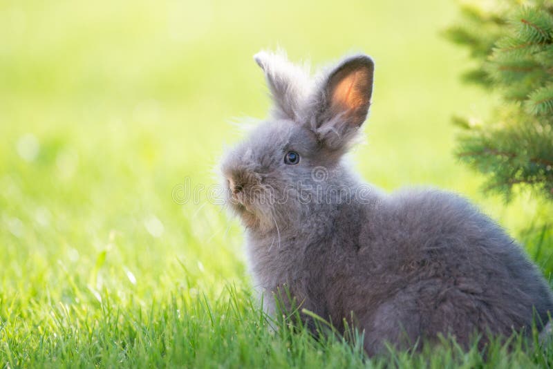 Cute Grey Fluffy Rabbit Running on Grass Backyard Stock Image - Image ...