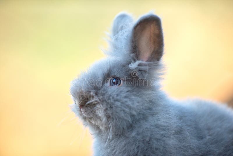 Cute Grey Fluffy Rabbit Running on Grass Backyard Stock Photo - Image ...