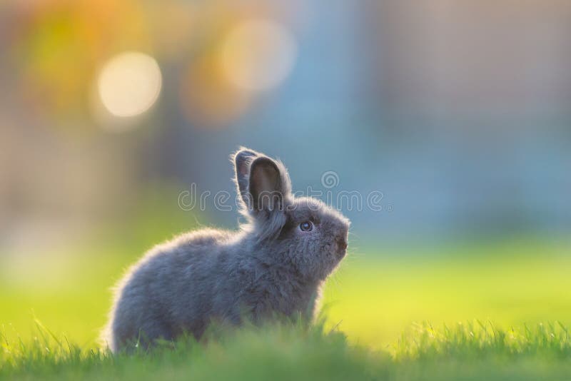 Cute Grey Fluffy Rabbit Running on Grass Backyard Stock Photo - Image ...