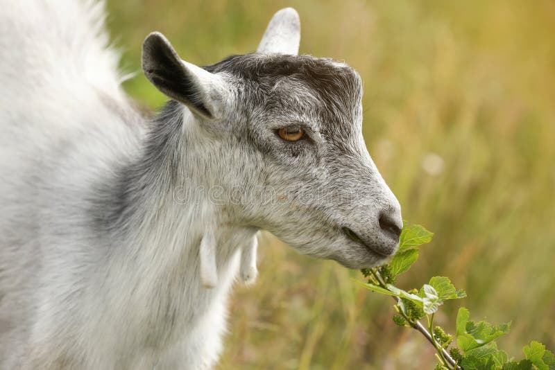 Cute Goatling in Field. Animal Husbandry Stock Photo - Image of ...
