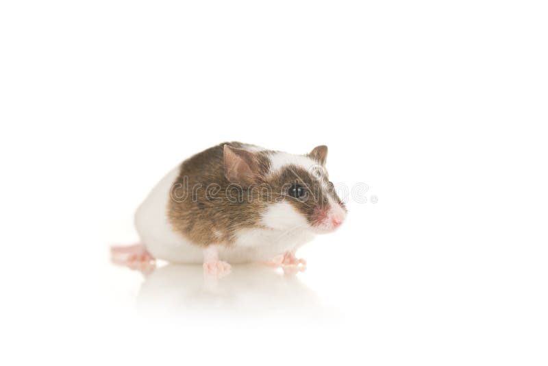 Mouse stock photo. Image of tail, rodent, head, sniff - 7343098