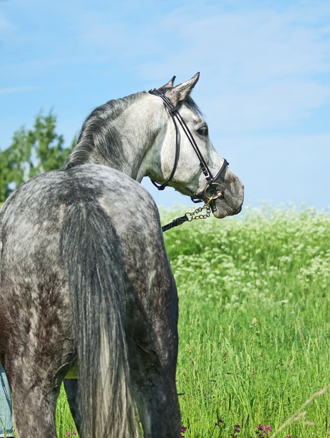 Cute Grey Horse at Grass Background Stock Image - Image of equitation ...