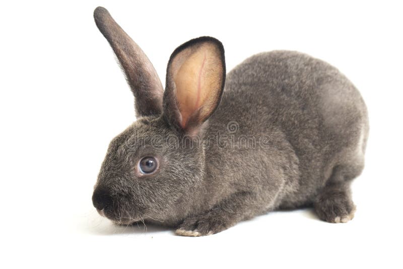 Cute Grey Rabbit Isolated on White Stock Photo - Image of eared ...