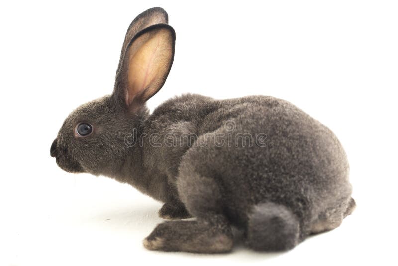 Cute Grey Rabbit Isolated on White Stock Photo - Image of animal, pets ...