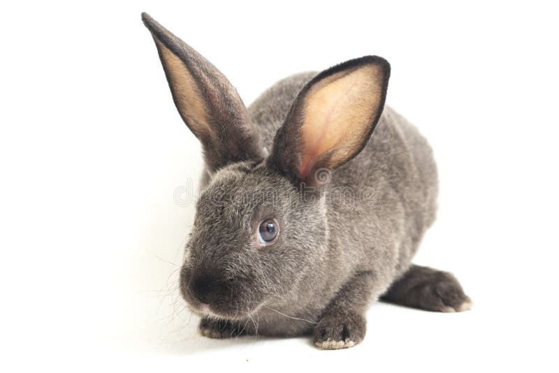 Cute Grey Rabbit Isolated on White Stock Photo - Image of animal, pets ...