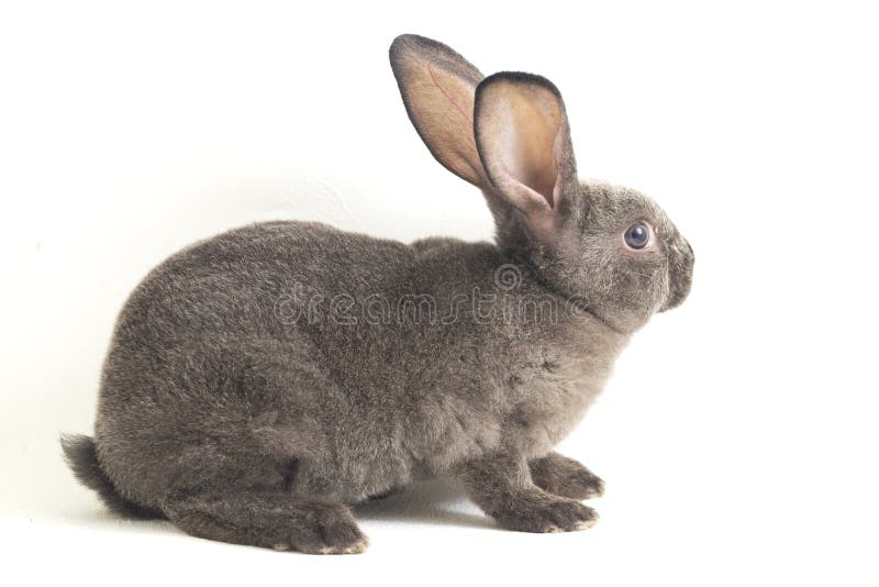 Cute Grey Rabbit Isolated on White Stock Image - Image of portrait ...