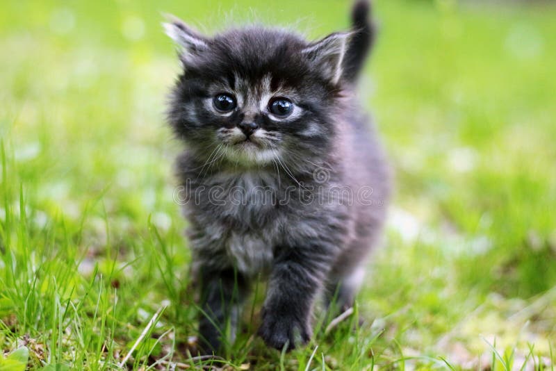 Cute grey kitten stock photo. Image of tabby, kitten - 106979378